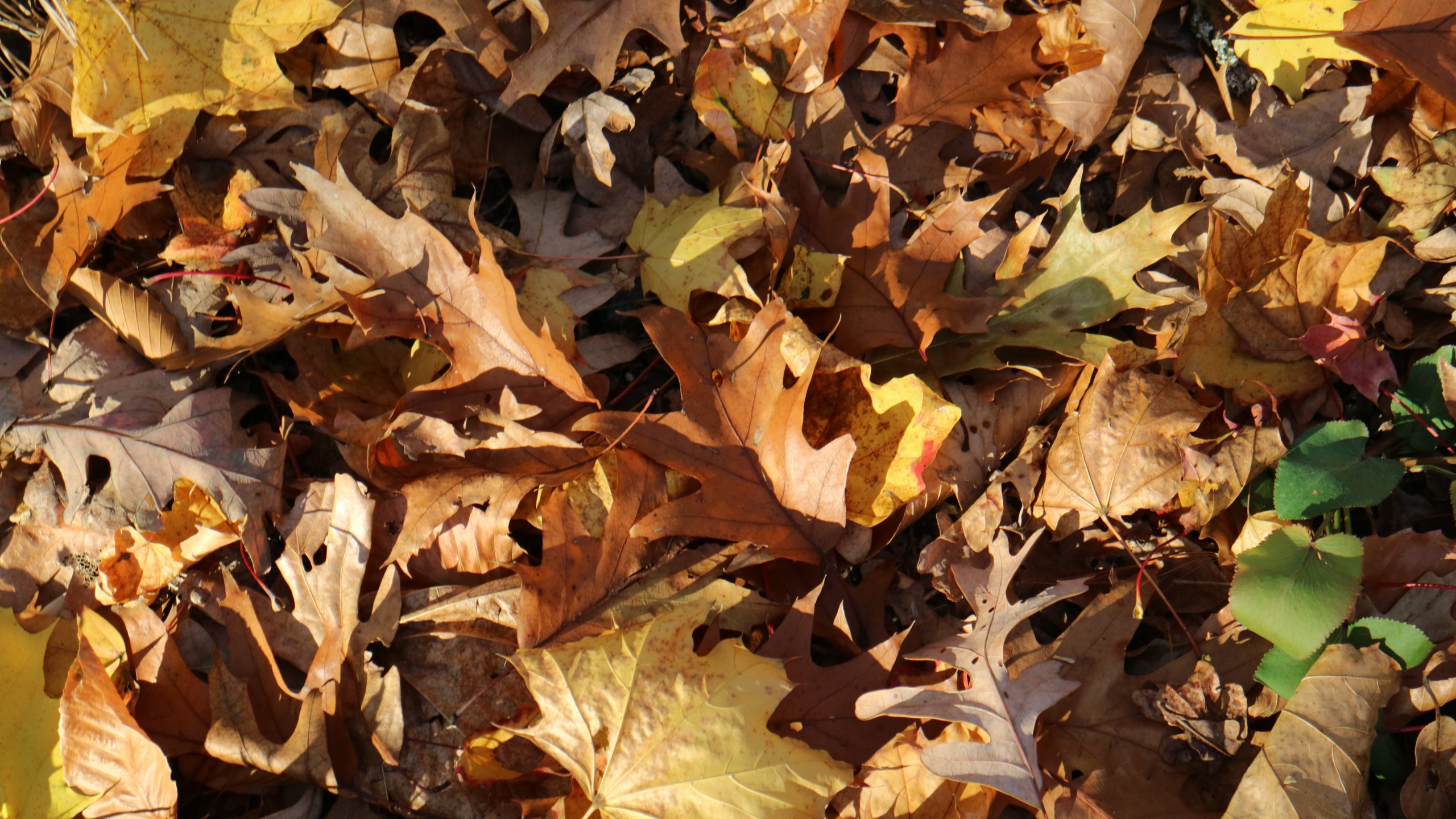 Composting Your Autumn Leaves - Planet New Canaan